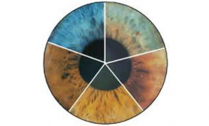 WHAT IS IRIDOLOGY | My Iridology